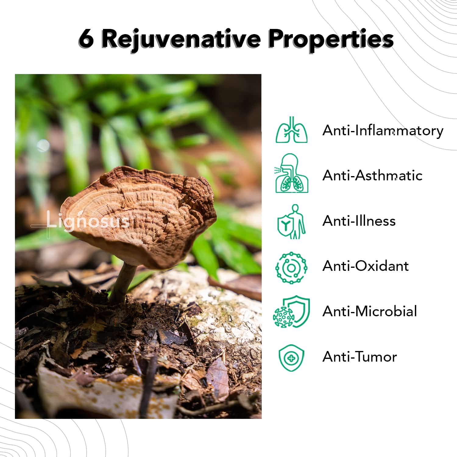 Best Natural Respiratory Health Supplement - Lignosus Canada